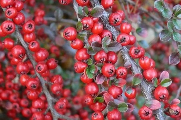 Irga Dammera Major Cotoneaster dammeri na pniu - Ogrodniczy sklep ...